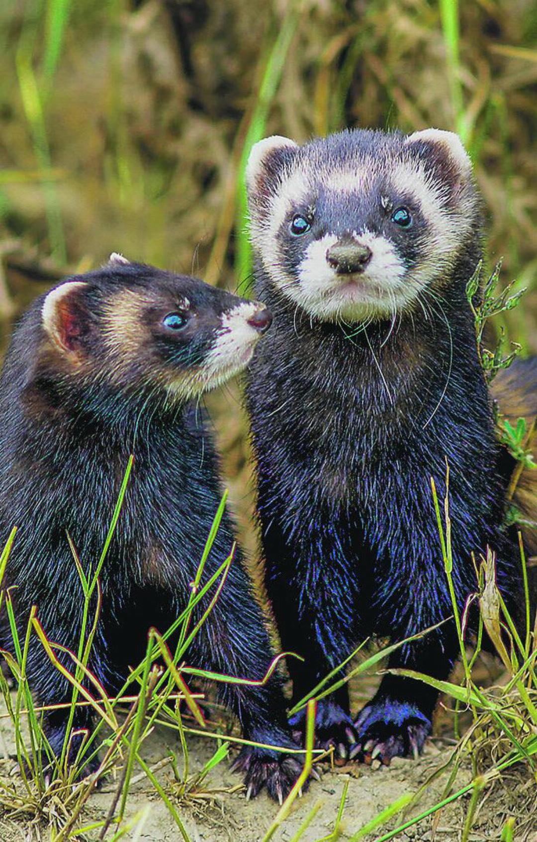 Wo vielleicht der Iltis wohnt